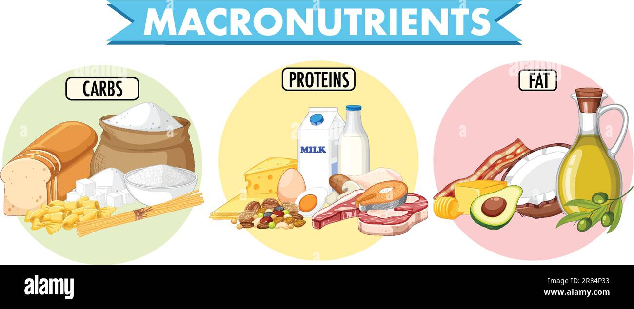 Main food groups macronutrients vector illustration Stock Vector Image ...