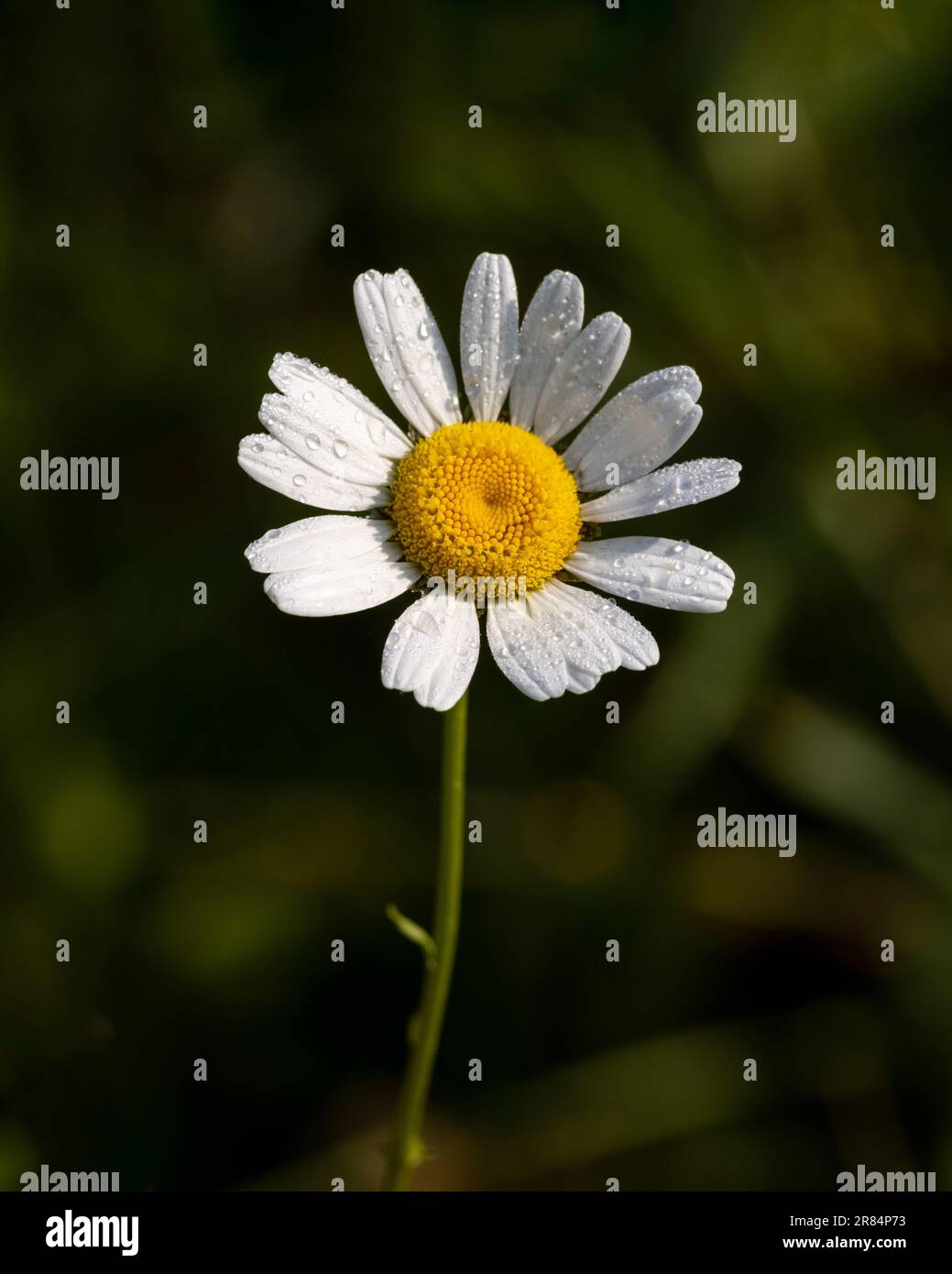A morning dew on a daisy Stock Photo - Alamy
