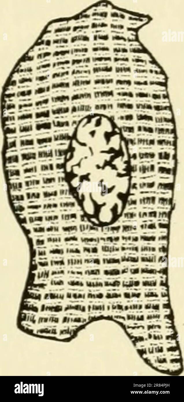 "Elements of biology, with special reference to their rôle in the lives ...