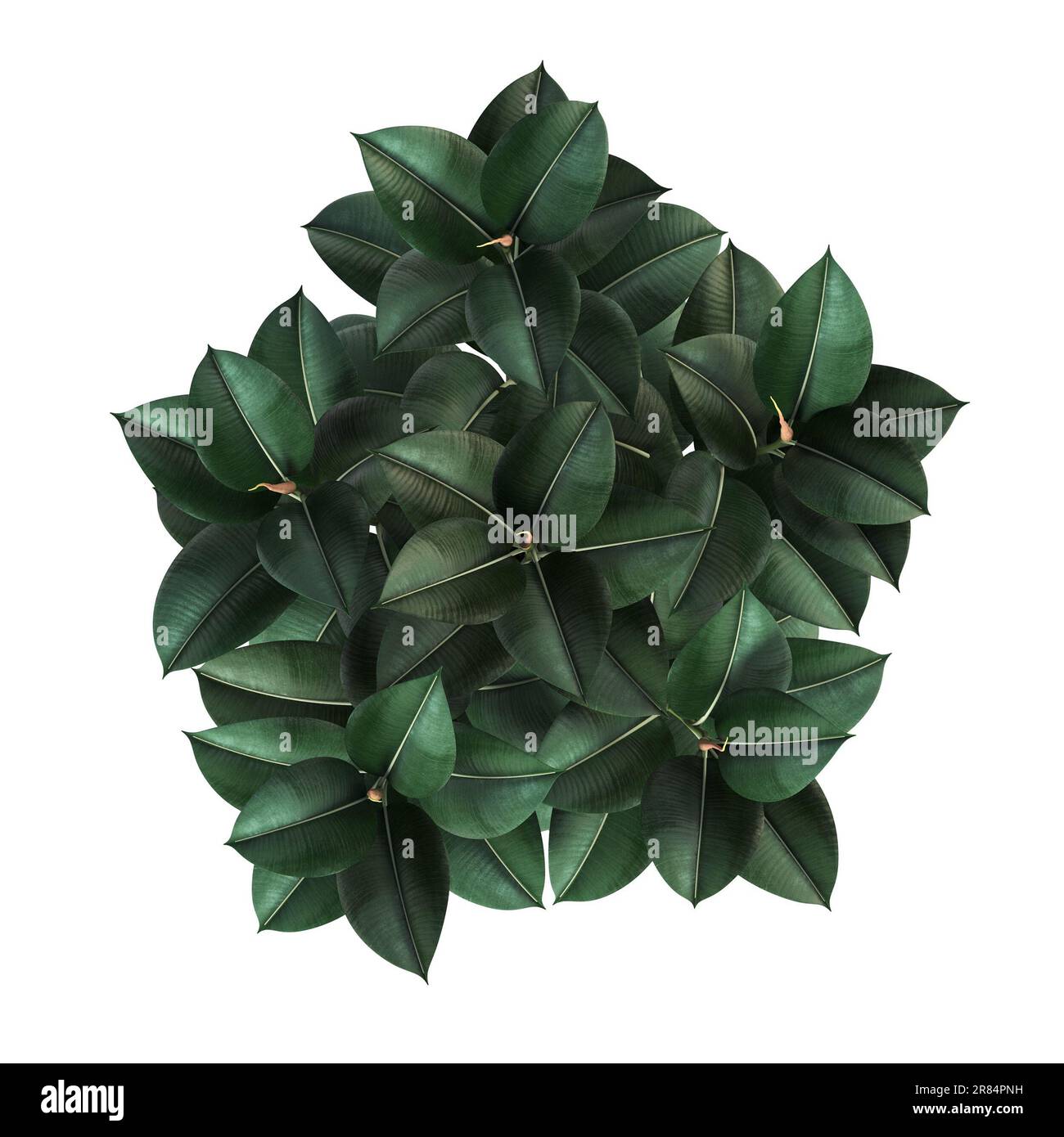 decorative flowers and plants for the interior, top view, isolated on ...