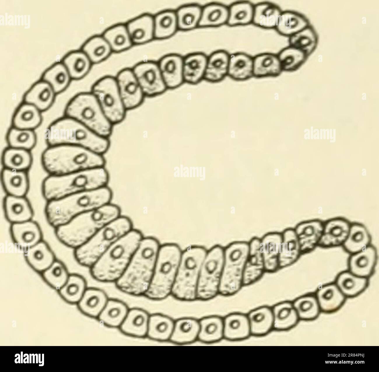 "Elements of biology, with special reference to their rôle in the lives ...