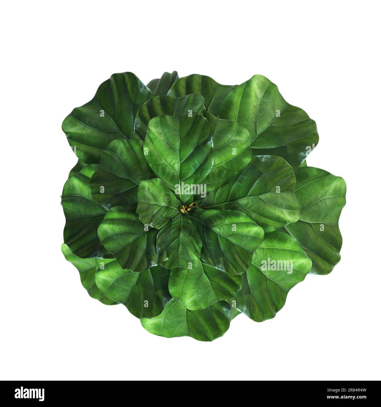 decorative flowers and plants for the interior, top view, isolated on ...