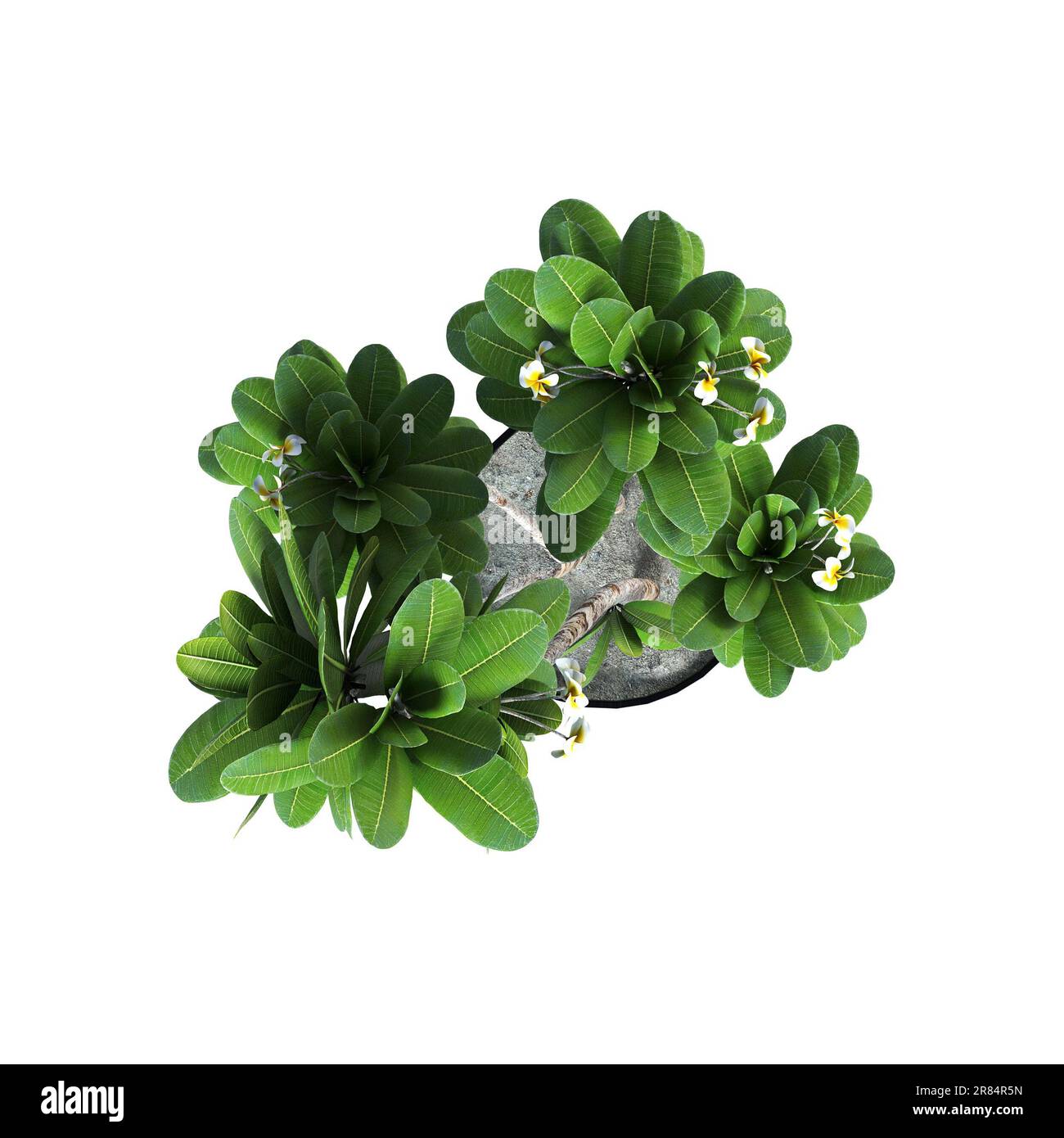 Interior view small bush Cut Out Stock Images & Pictures - Alamy