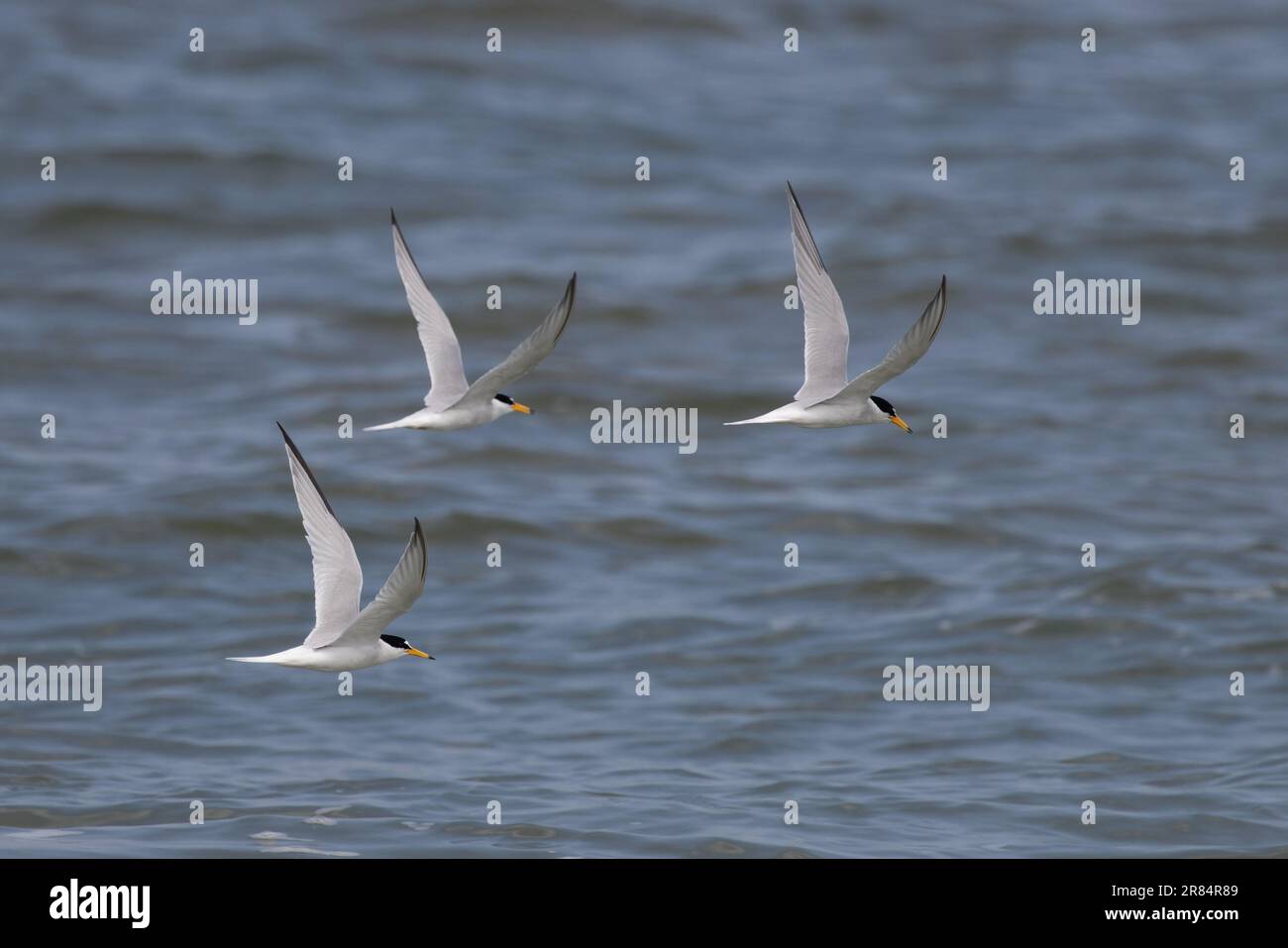Little Tern (Sterna albifrons) three adult summers in display flight ...