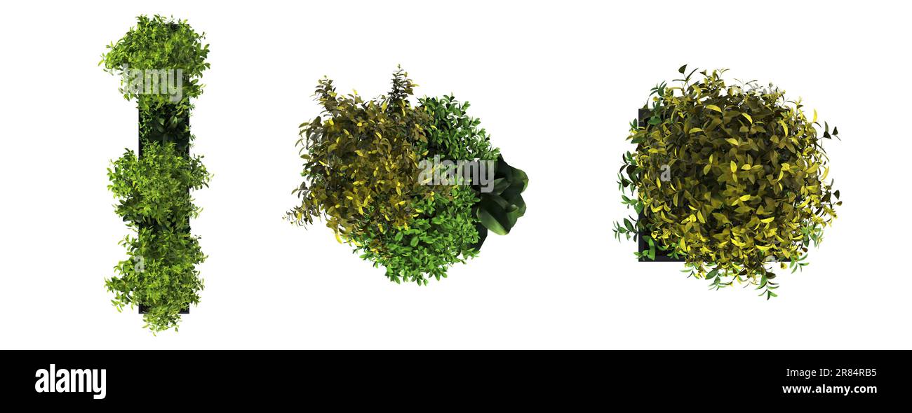 decorative flowers and plants for the interior, top view, isolated on ...