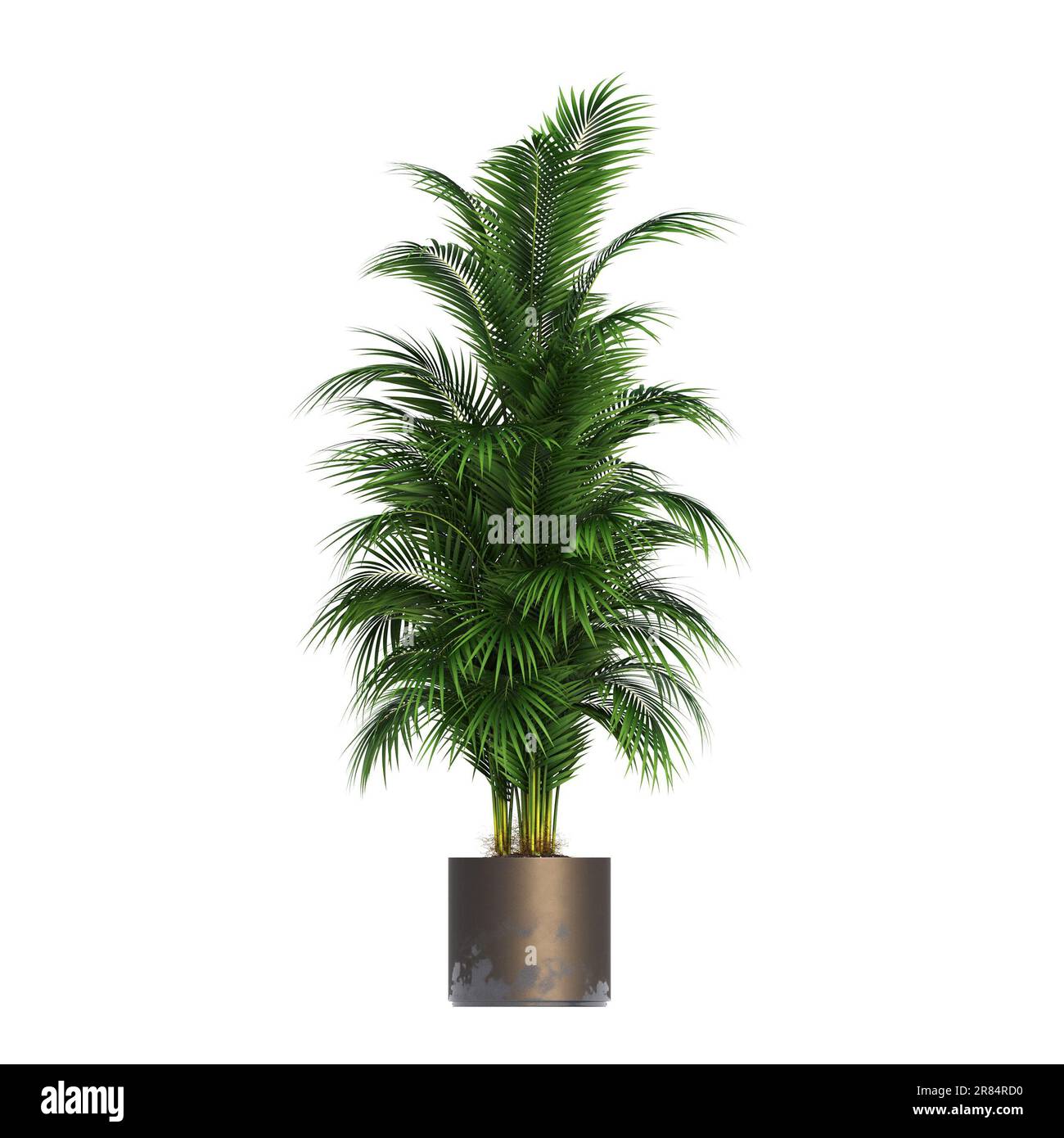 decorative flowers and plants for the interior, isolated on white ...