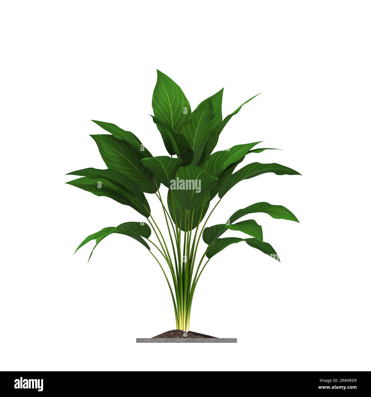 decorative flowers and plants for the interior, isolated on white ...