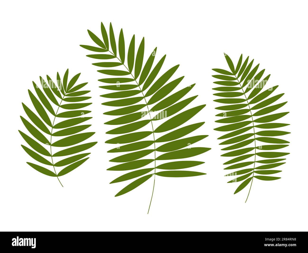 Palm tree leaves set Stock Vector Image & Art - Alamy Palm tree leaves set Stock Vector Image & Art - Alamy