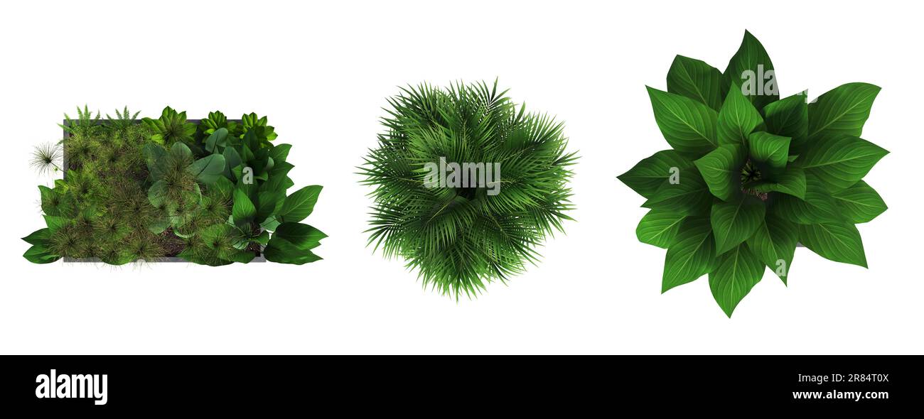 decorative flowers and plants for the interior, top view, isolated on ...