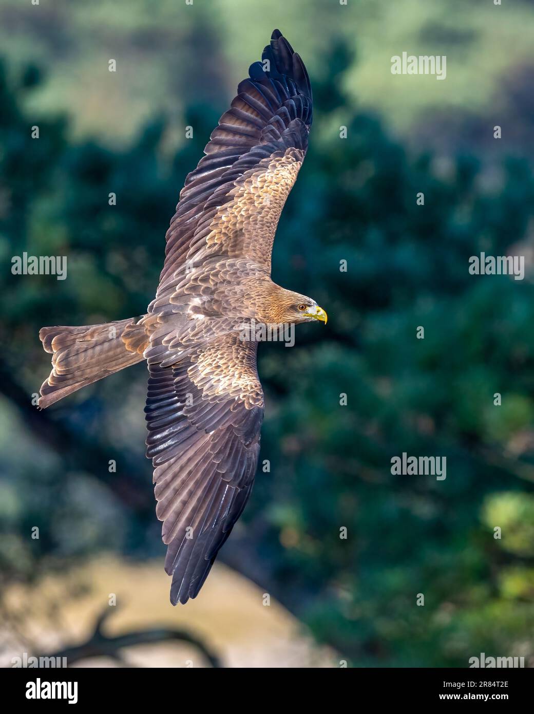 A closeup of a black kite in flight with a blurry background Stock ...