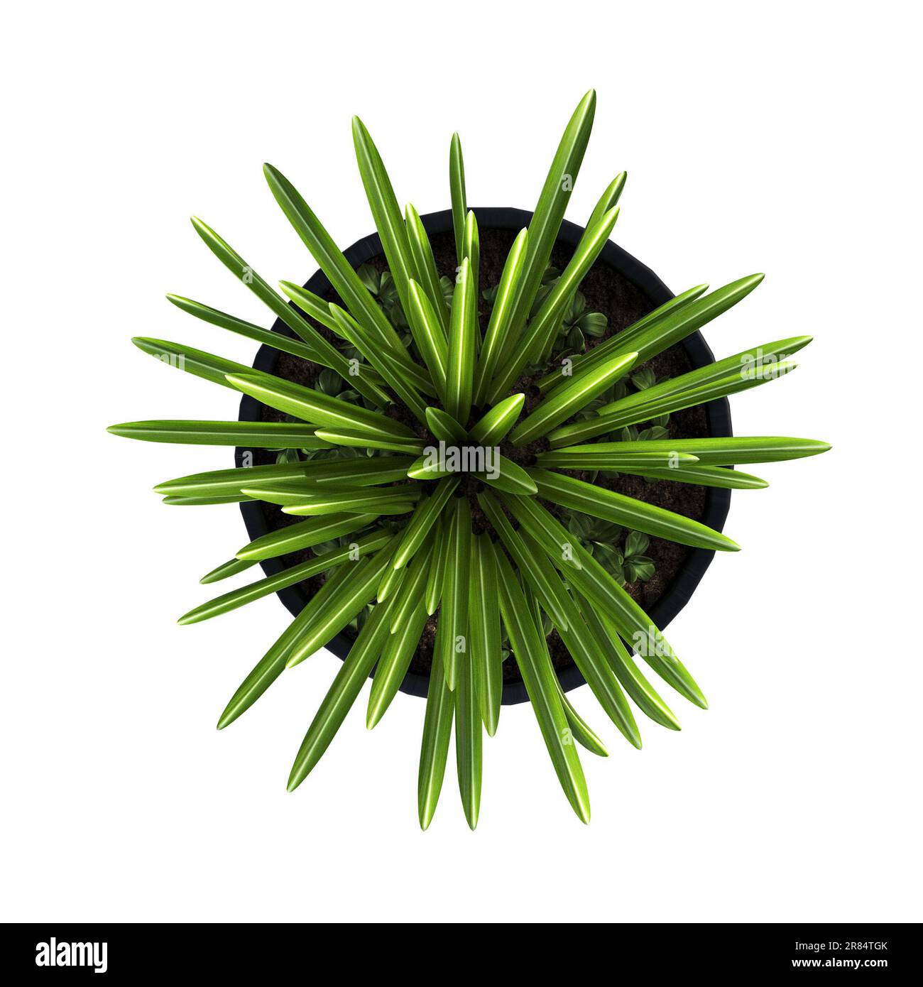 decorative flowers and plants for the interior, top view, isolated on ...