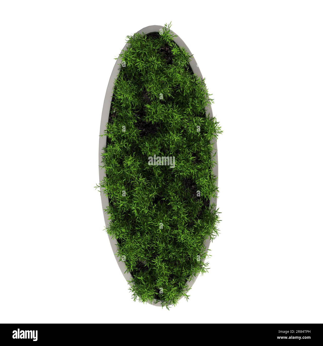 decorative flowers and plants for the interior, top view, isolated on ...