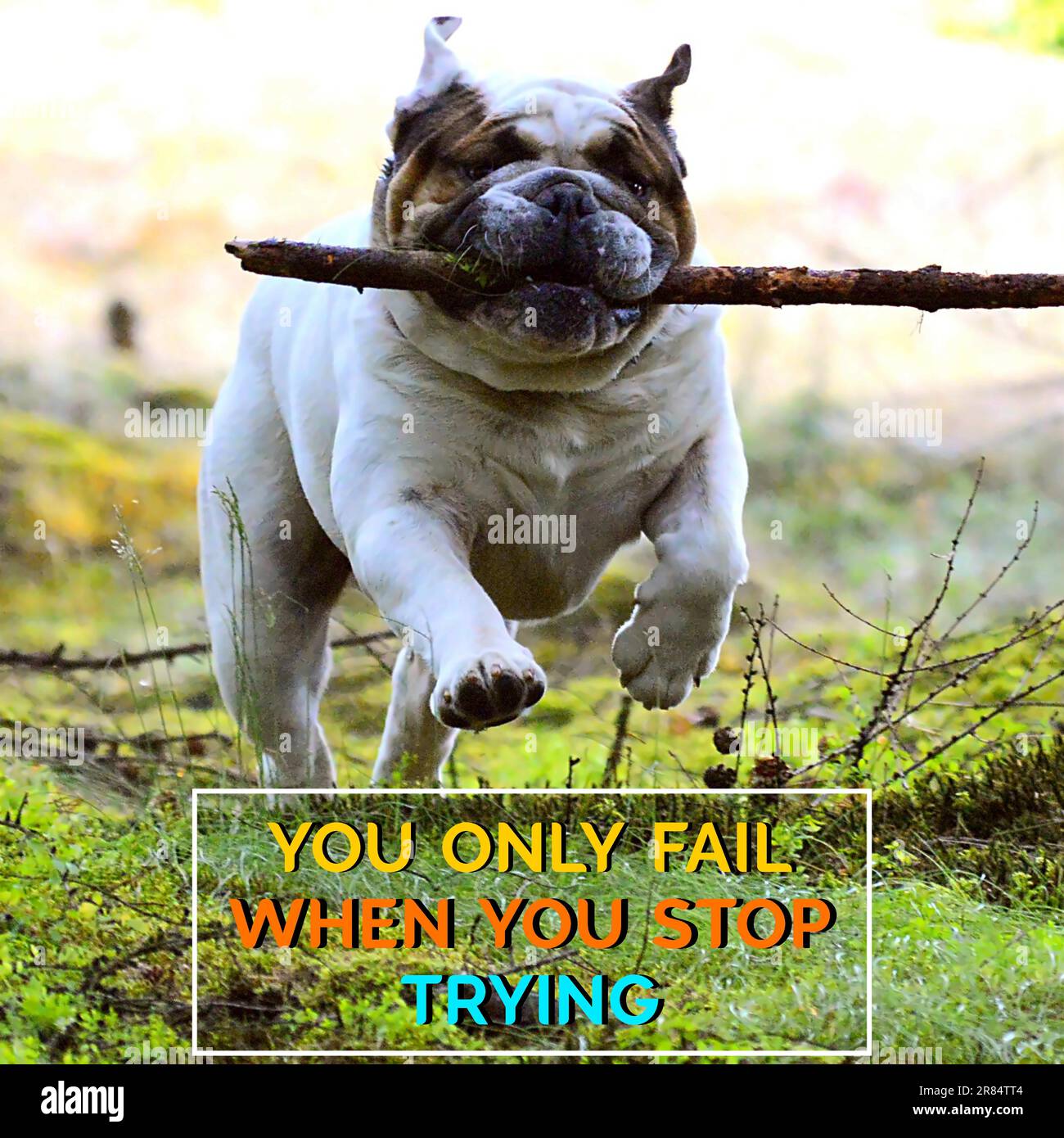 Motivational quotes about life challenges Stock Vector Images - Alamy