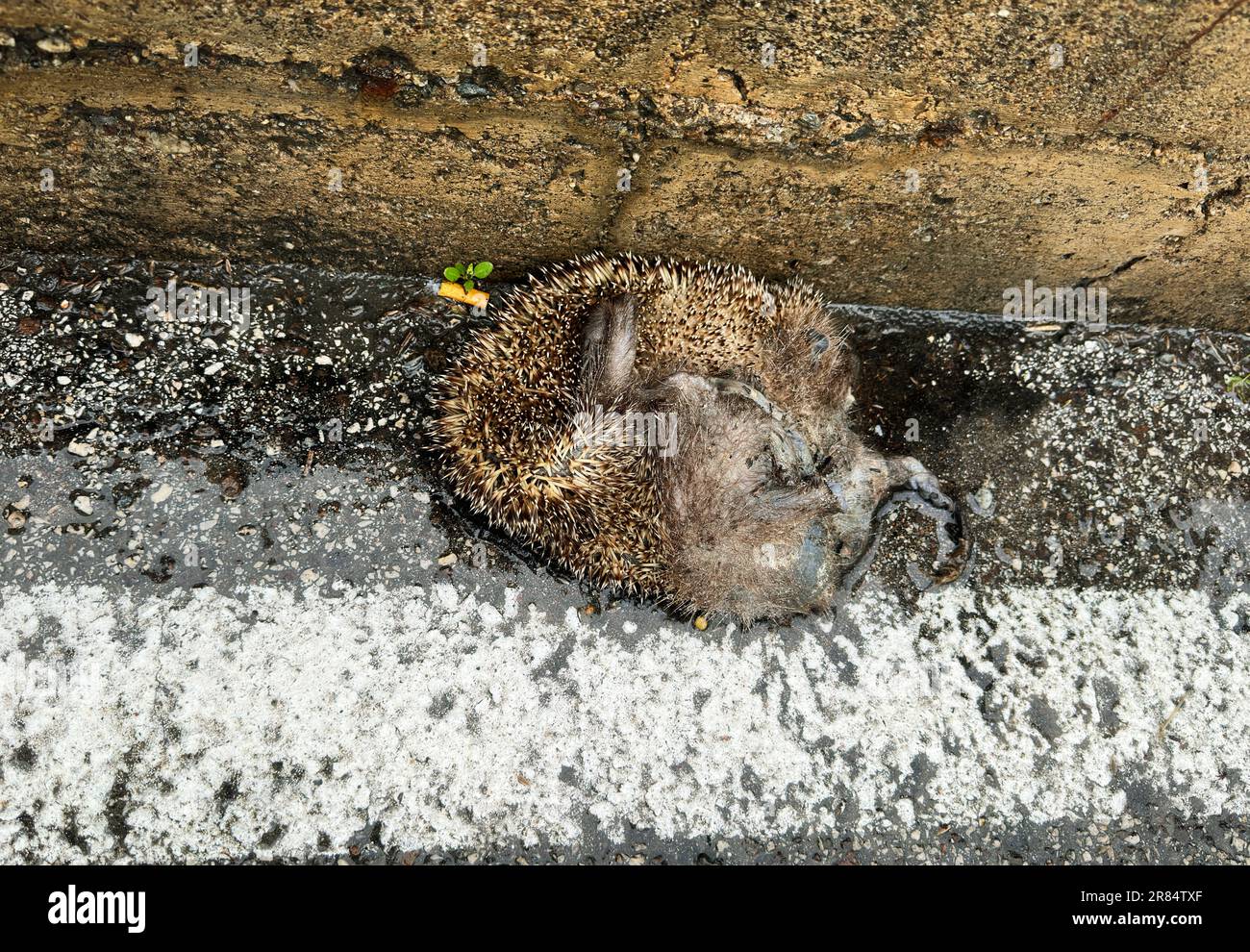 Dead hedgehog on the street Stock Photo - Alamy