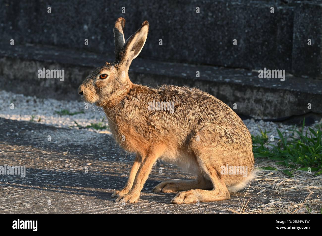 Close-up portrait of a hare sitting on a path in a graveyard Stock ...