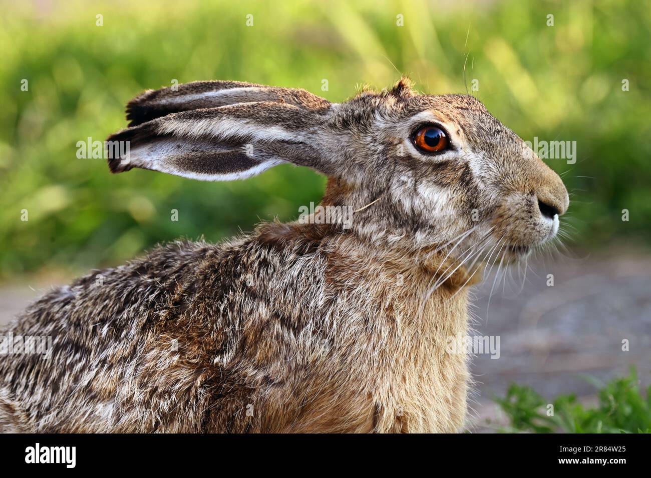 One hare hi-res stock photography and images - Alamy