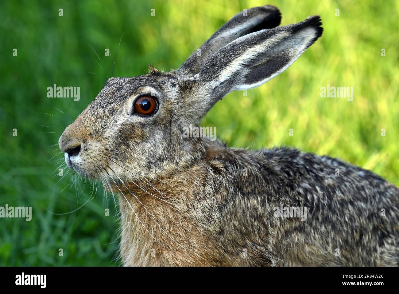 Hare profile hi-res stock photography and images - Alamy