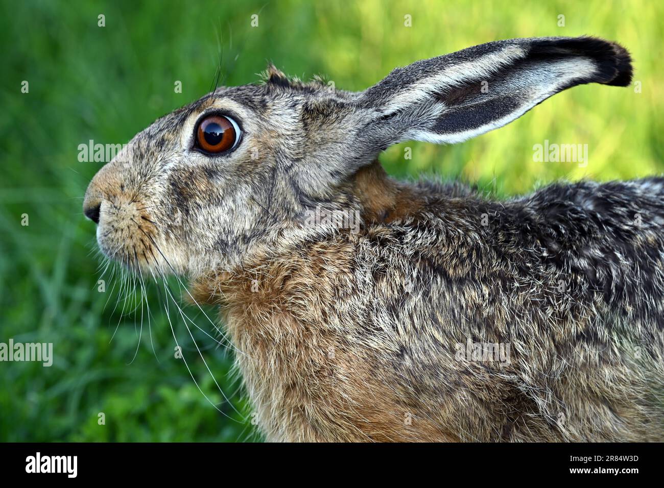 Side view portrait brown hare hi-res stock photography and images - Alamy