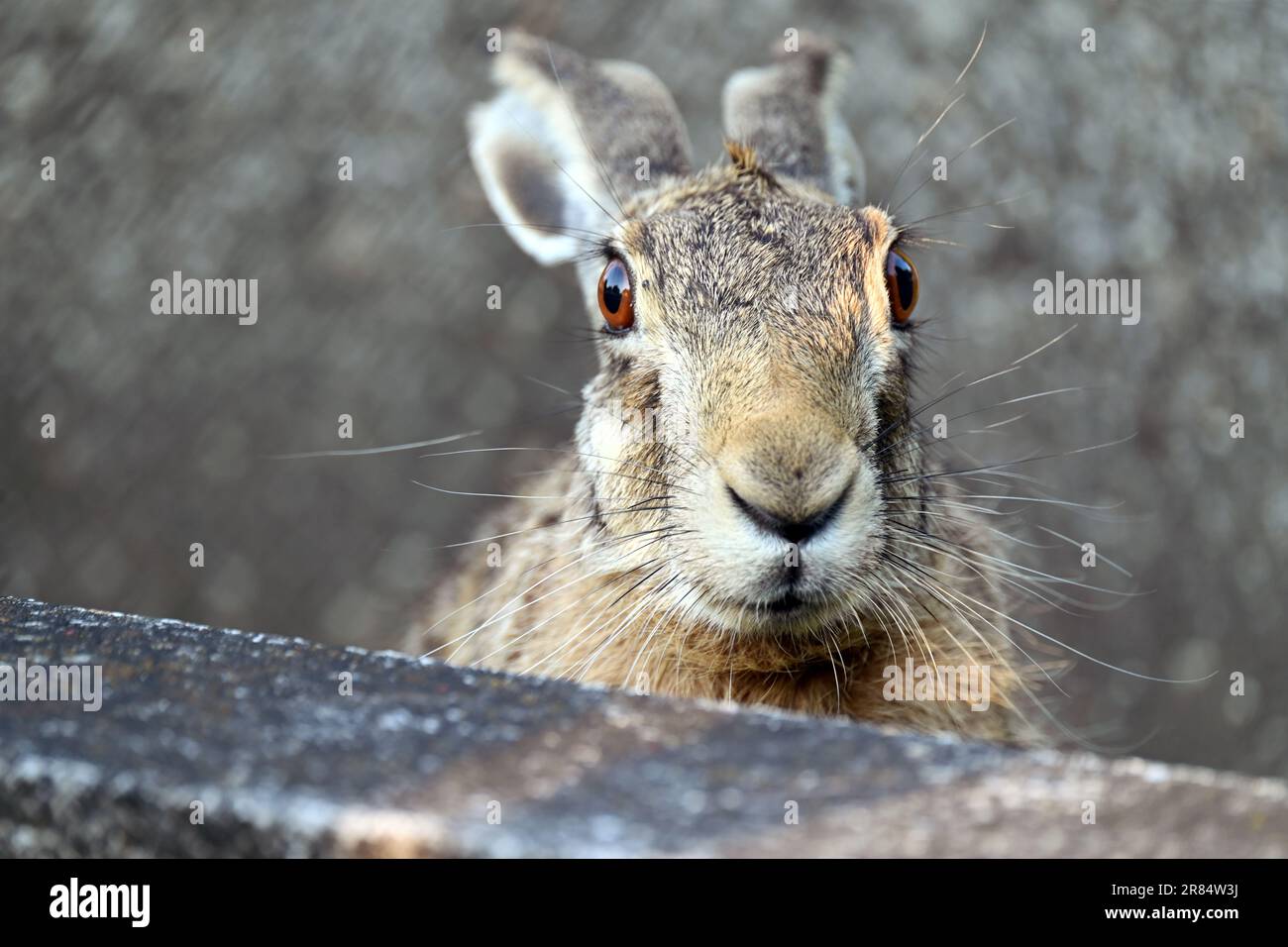 Close-up portrait of a hare peeking out from behind a gravestone in a graveyard Stock Photo - Alamy