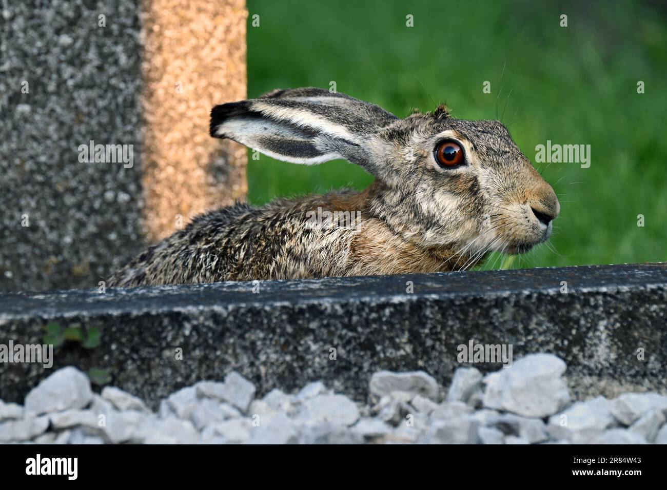 Close-up portrait of a hare peeking out from behind a gravestone in a graveyard Stock Photo - Alamy
