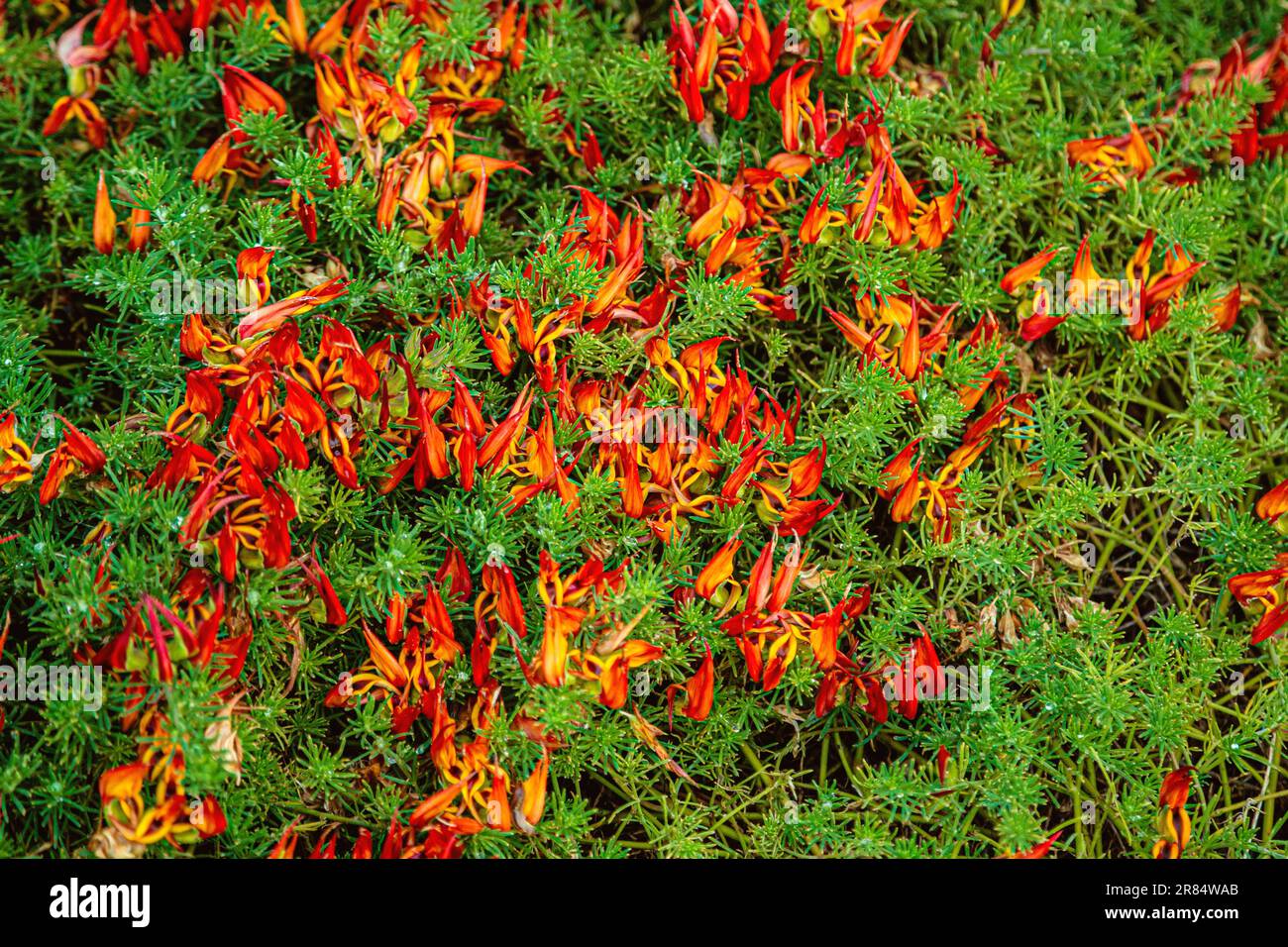 Beautiful Lotus Berthelotii flower plant in the garden in Spring. Lotus ...