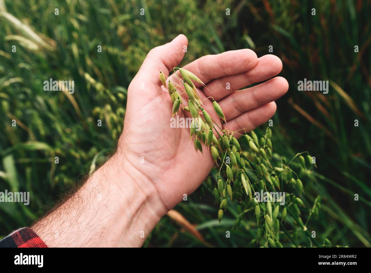 Farmer examining common oat (Avena Sativa) unripe crops in field ...