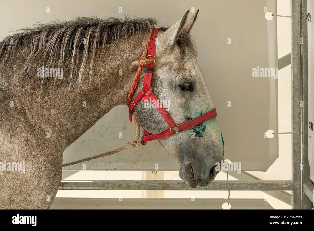 White horse in ranch pen, beautiful male animal behind the fence Stock ...