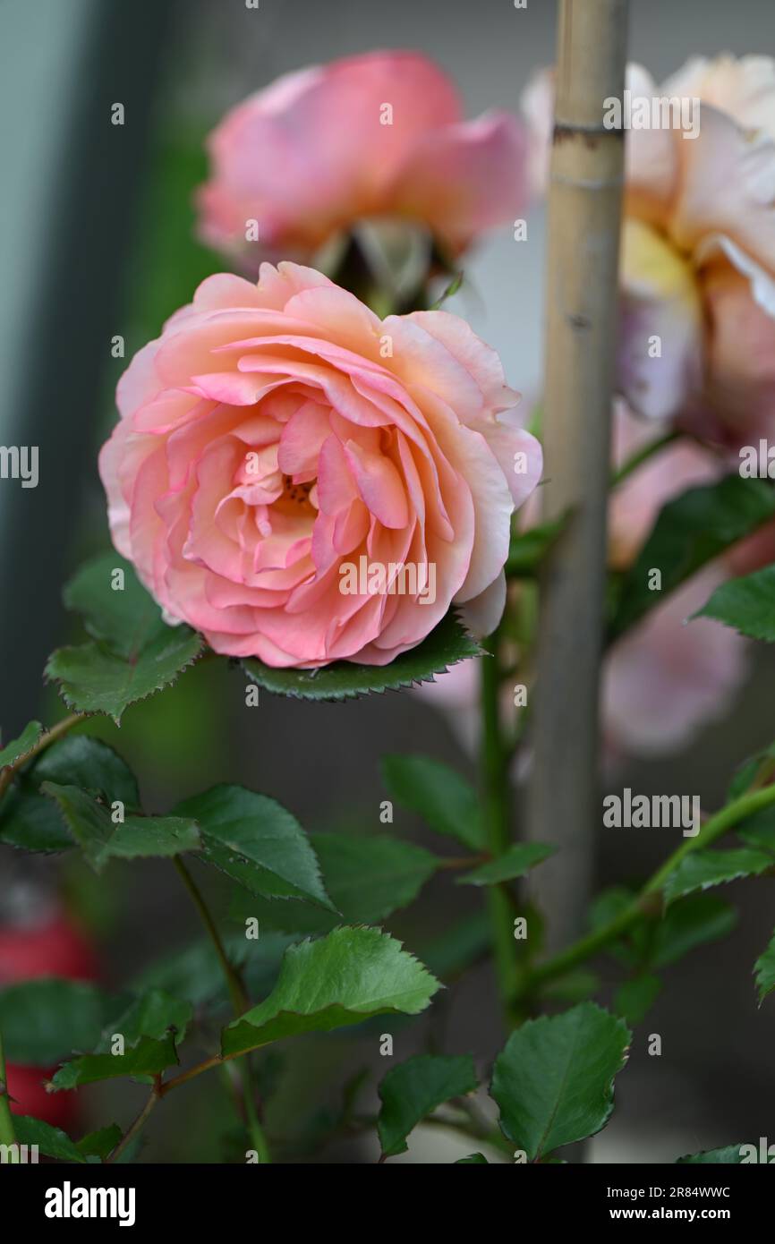 A close-up of a pink rose shrub in a backyard garden Stock Photo - Alamy