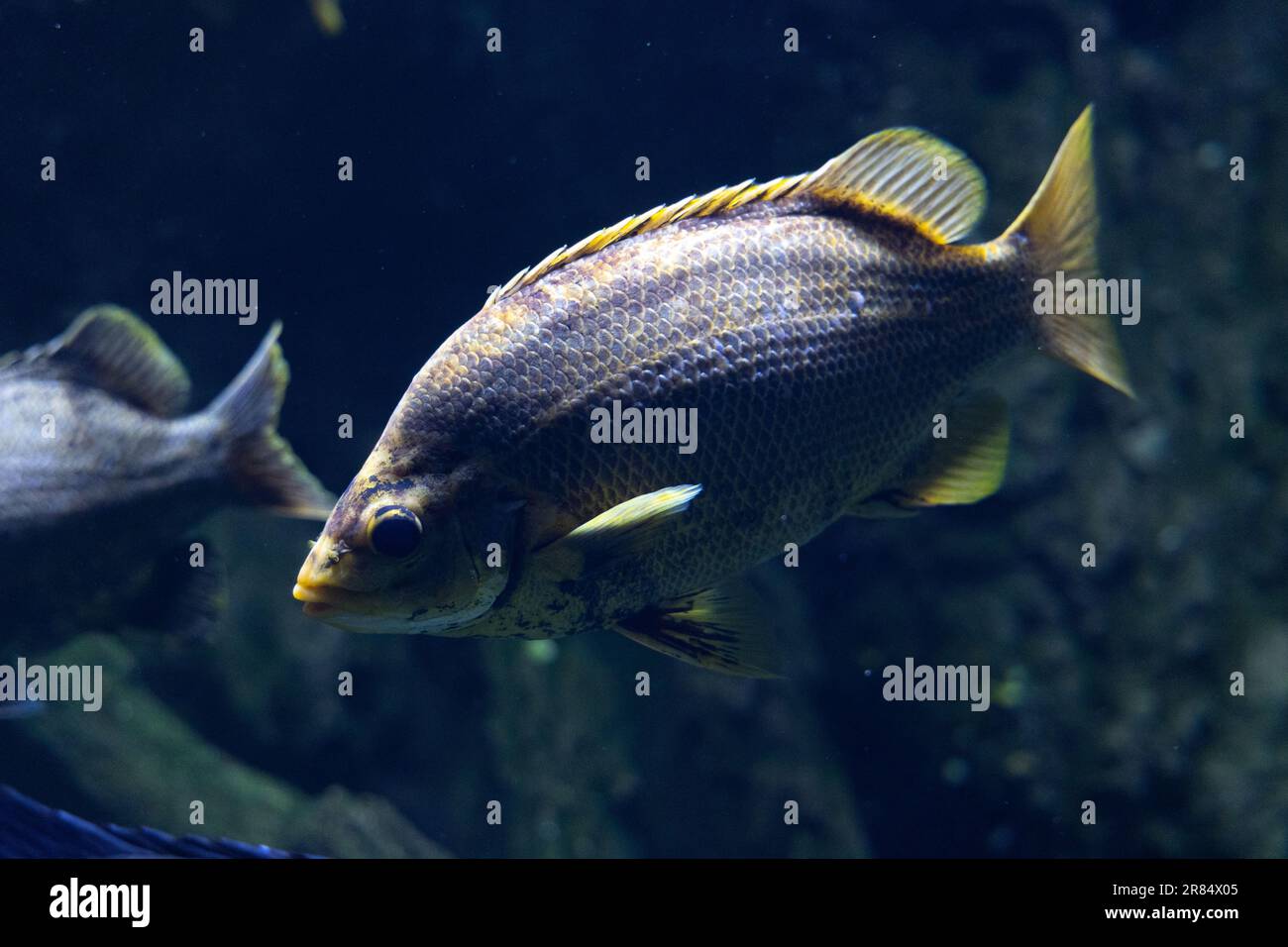 The Yellow Perch, Stripies, Ring-Perch, Stripe Perch and even Racoon ...