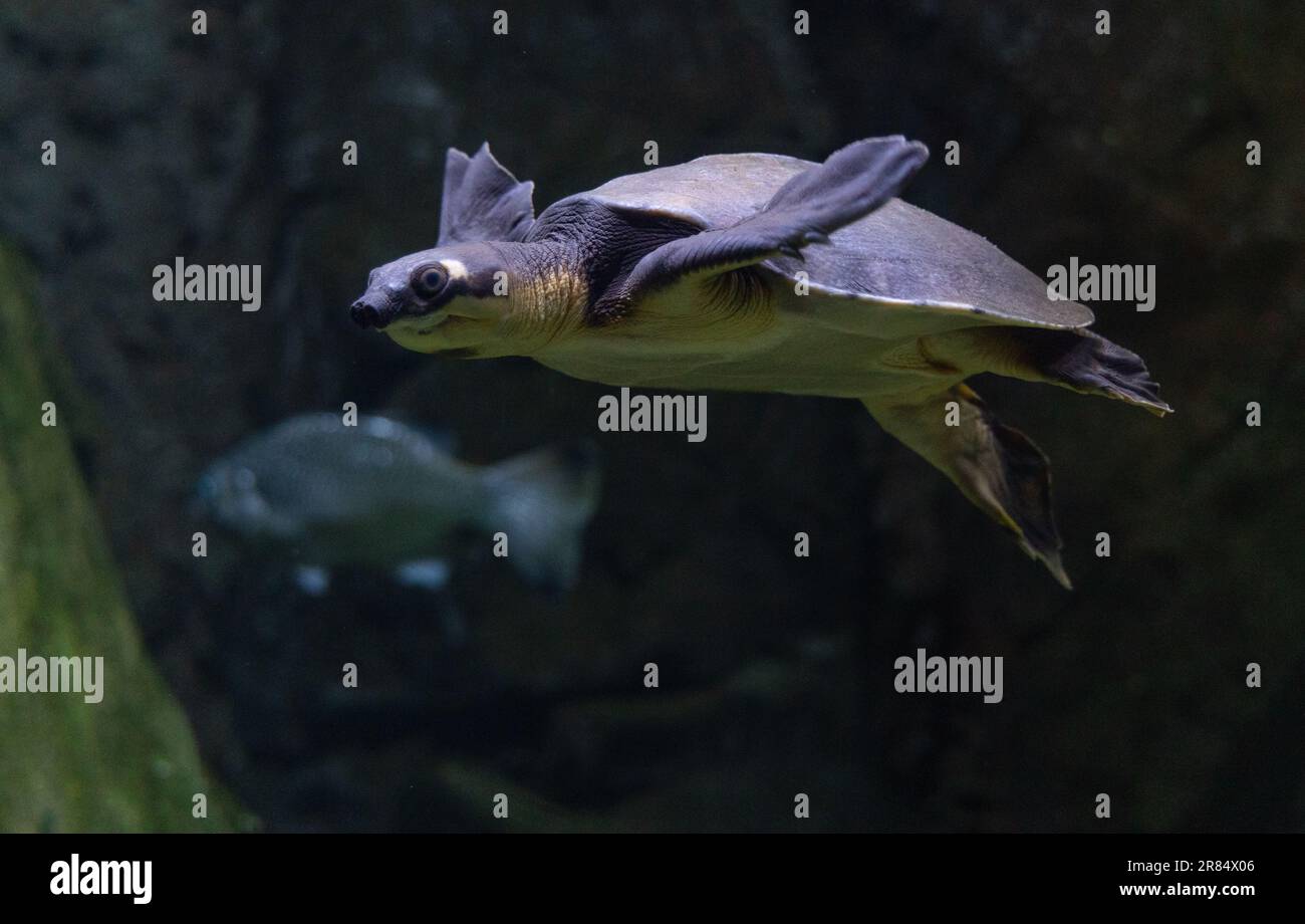 The pig-nosed turtle, also known as the pitted-shelled turtle or Fly ...