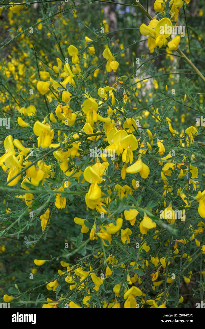 Yellow flowers of broom broom in spring forest of the Ambroz Valley ...