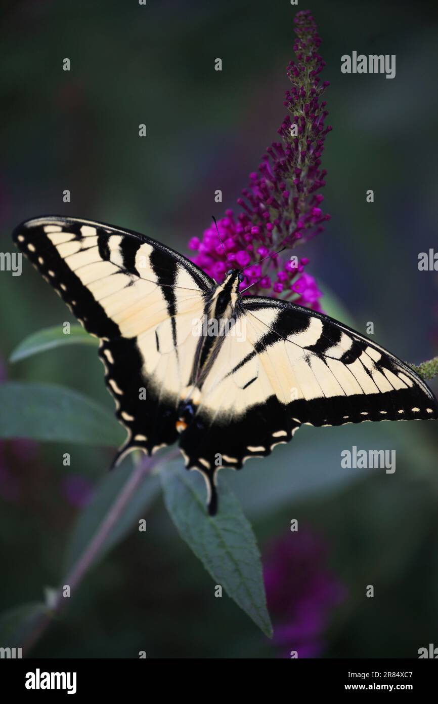 Female Eastern Tiger Swallowtail, light form, Papilio glaucus, in the ...