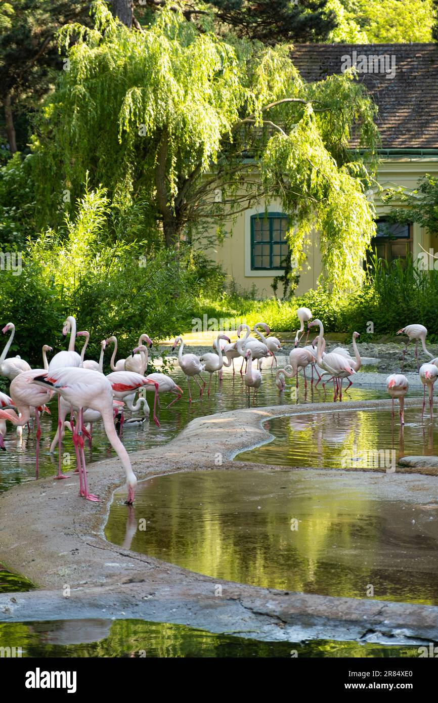Greater flamingo family Phoenicopterus roseus eat and rest in nature ...