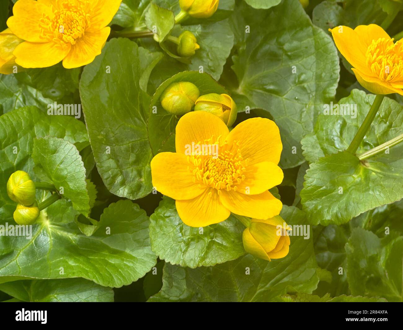 Yellow marsh marigold blooming by a lake Stock Photo - Alamy