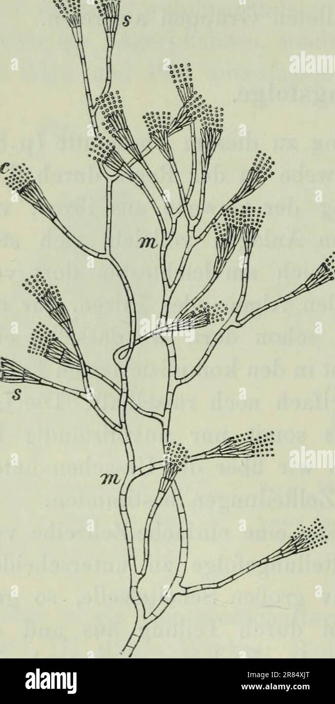 "Elemente der wissenschaftlichen Botanik" (1906 Stock Photo - Alamy