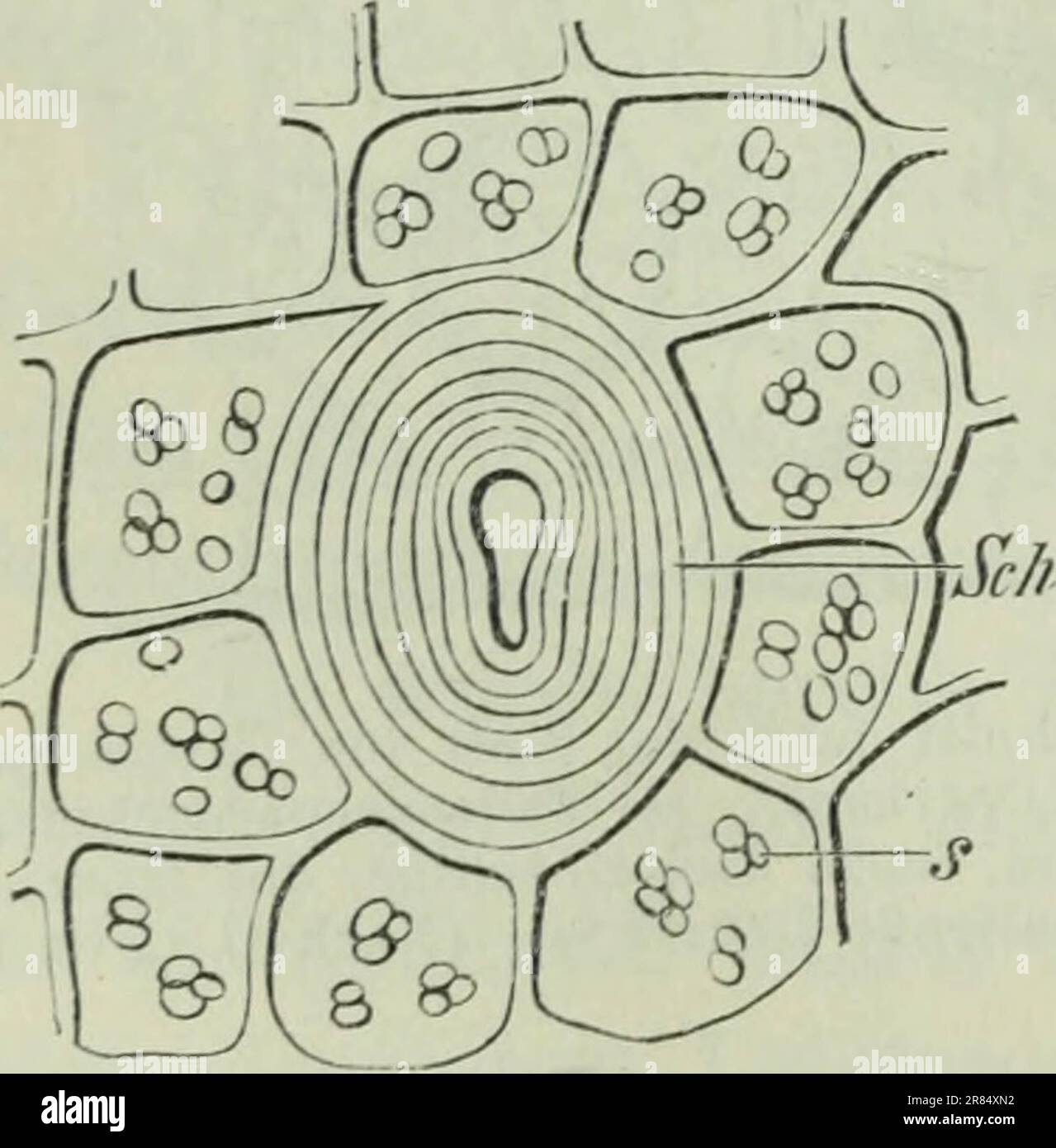 "Elemente der wissenschaftlichen Botanik" (1906 Stock Photo - Alamy