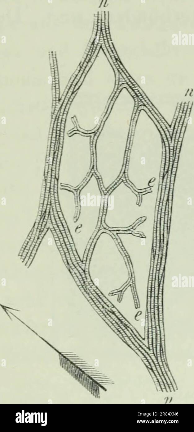 "Elemente der wissenschaftlichen Botanik" (1906 Stock Photo - Alamy