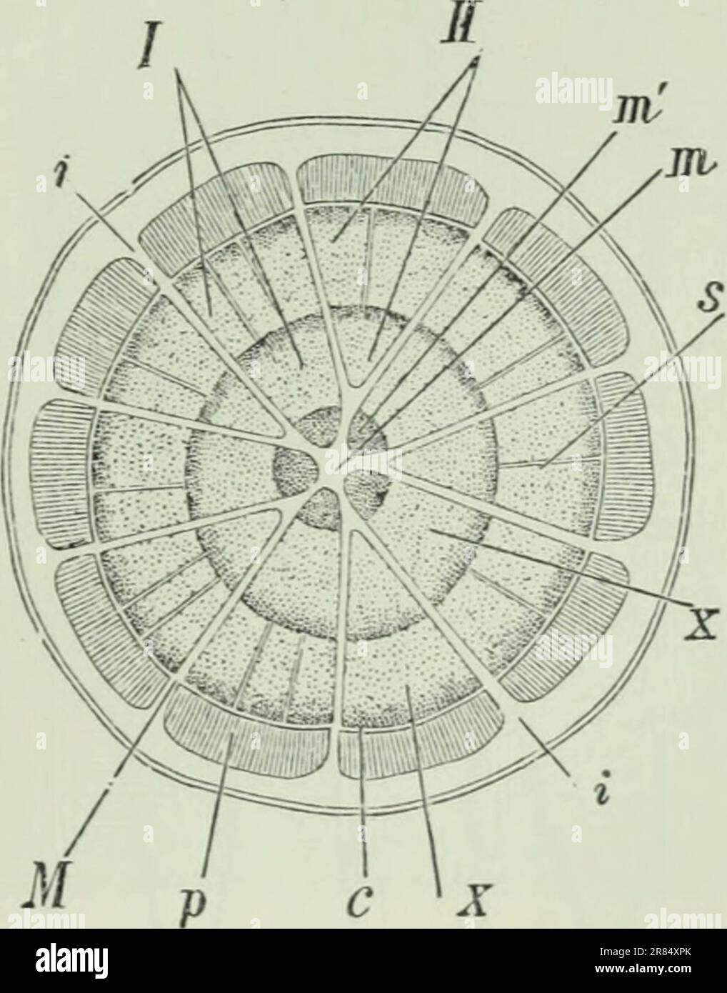 "Elemente der wissenschaftlichen Botanik" (1906 Stock Photo - Alamy
