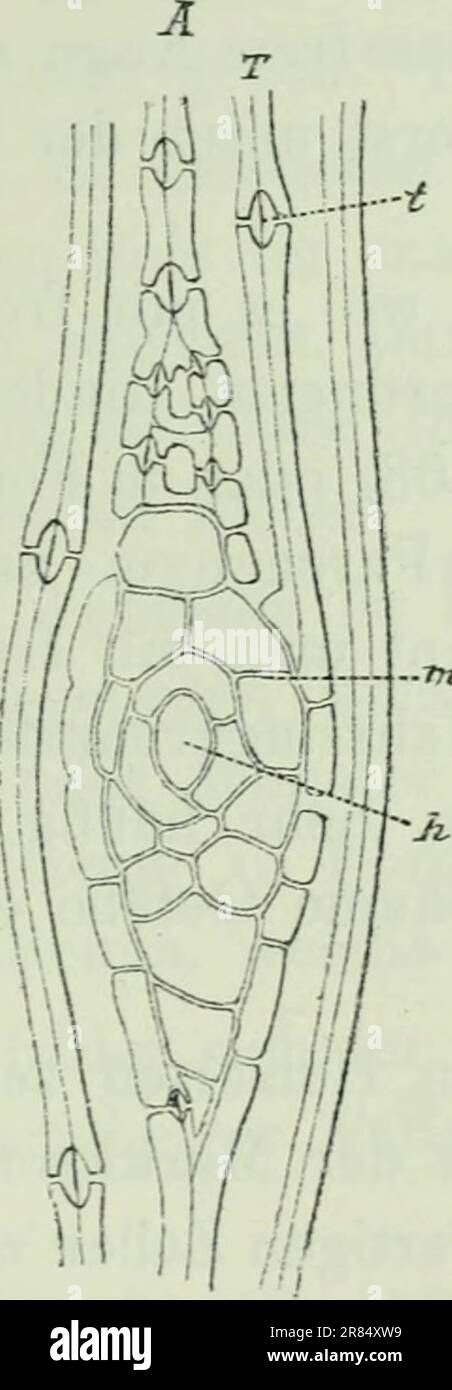 "Elemente der wissenschaftlichen Botanik" (1906 Stock Photo - Alamy