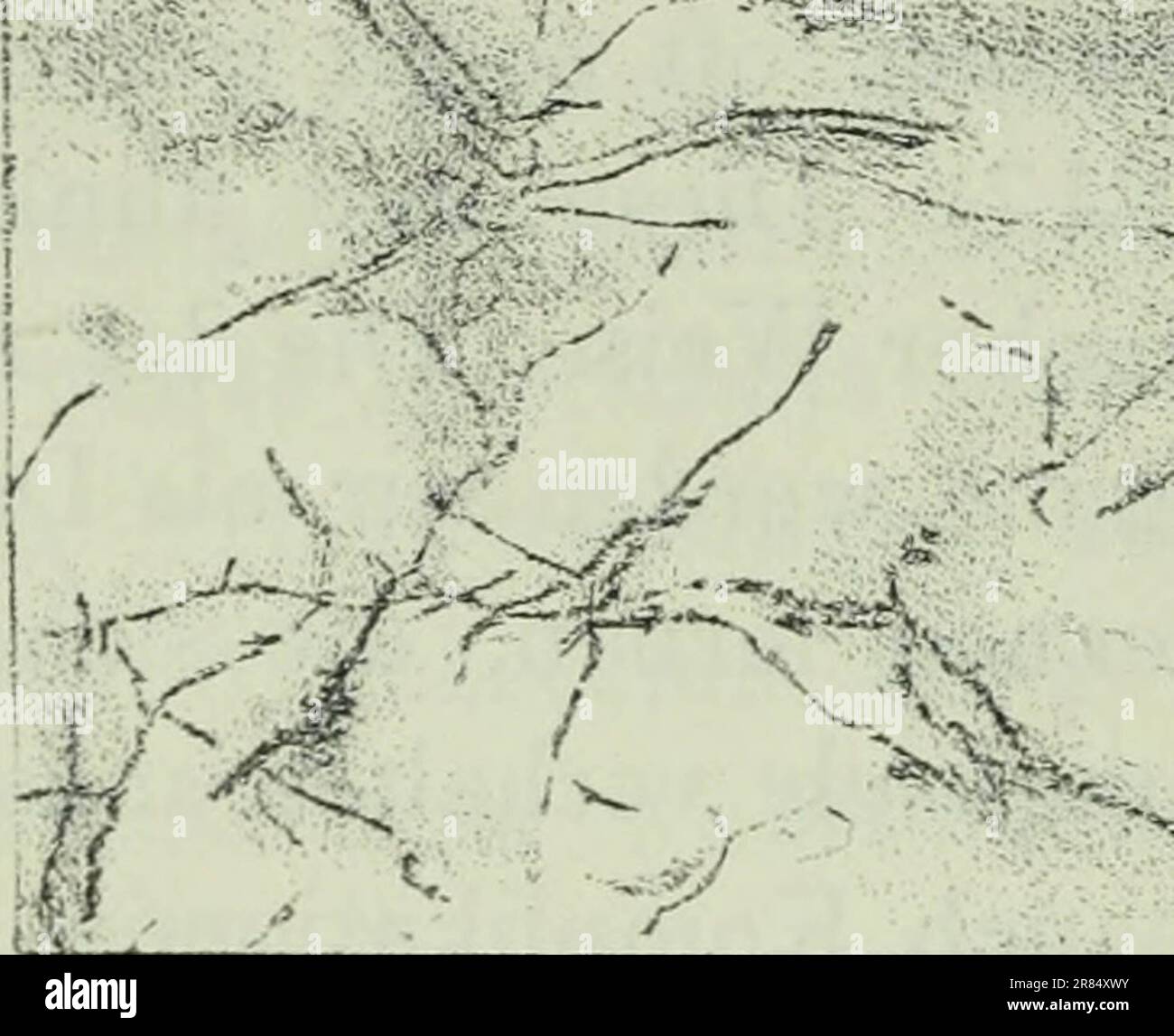 "Elemente der wissenschaftlichen Botanik" (1906 Stock Photo - Alamy