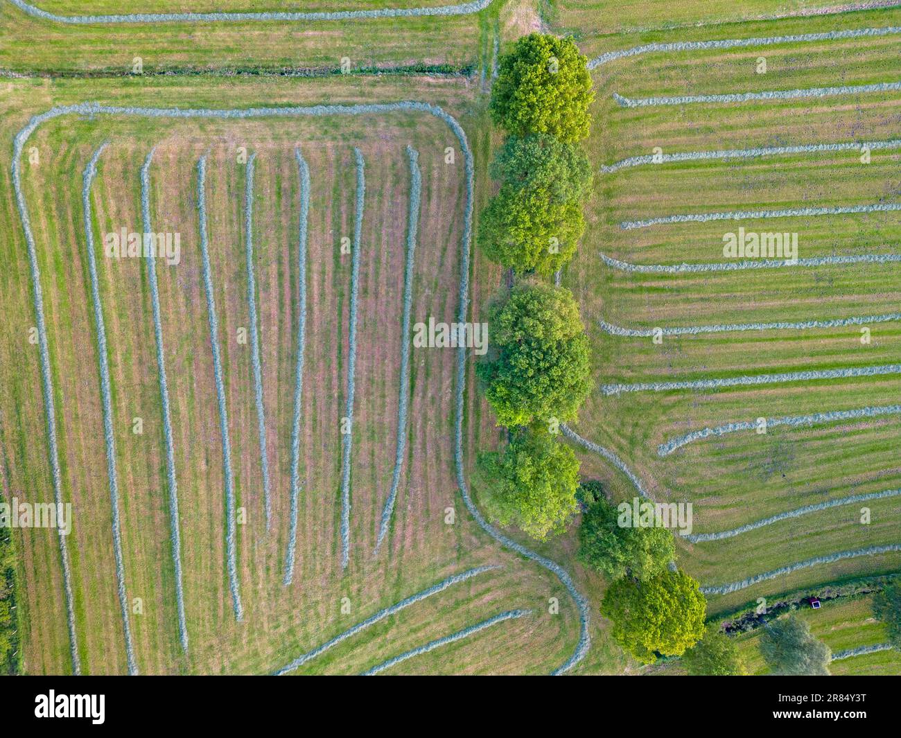 Aerial view of a huge farmland, taking care of the crop. Green grass ...