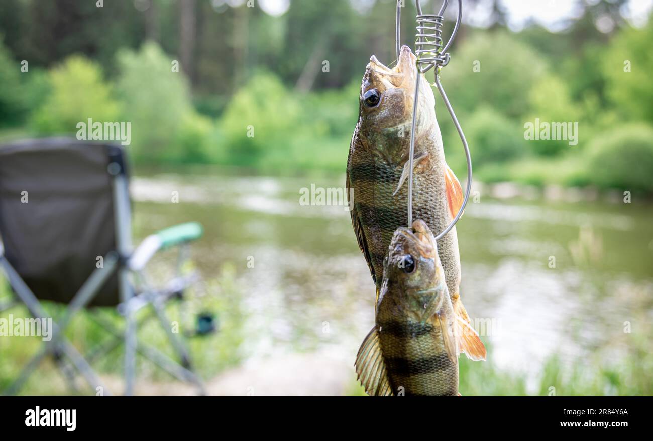 Perch on fishing-rod on a blurred lake background Stock Photo - Alamy