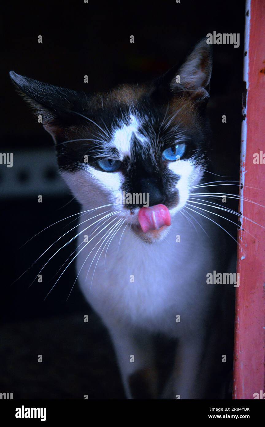 siamo cute cat with blue eyes Stock Photo - Alamy