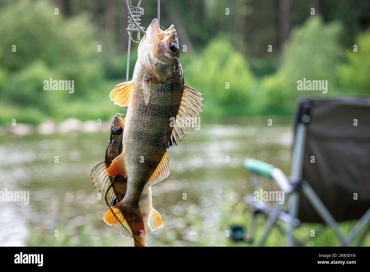Perch on fishing-rod on a blurred lake background Stock Photo - Alamy