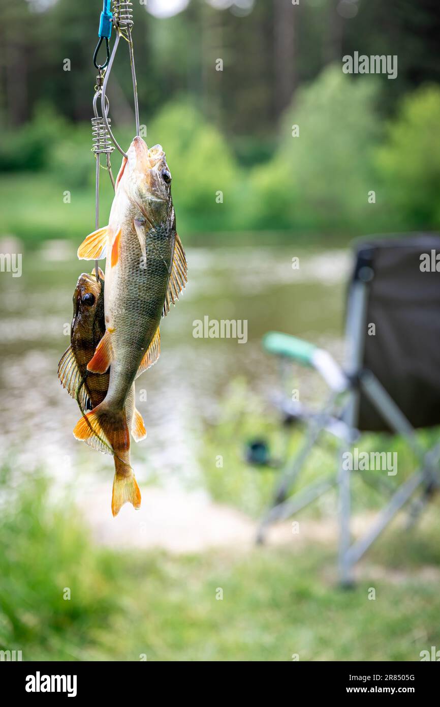 Perch on fishing-rod on a blurred lake background Stock Photo - Alamy