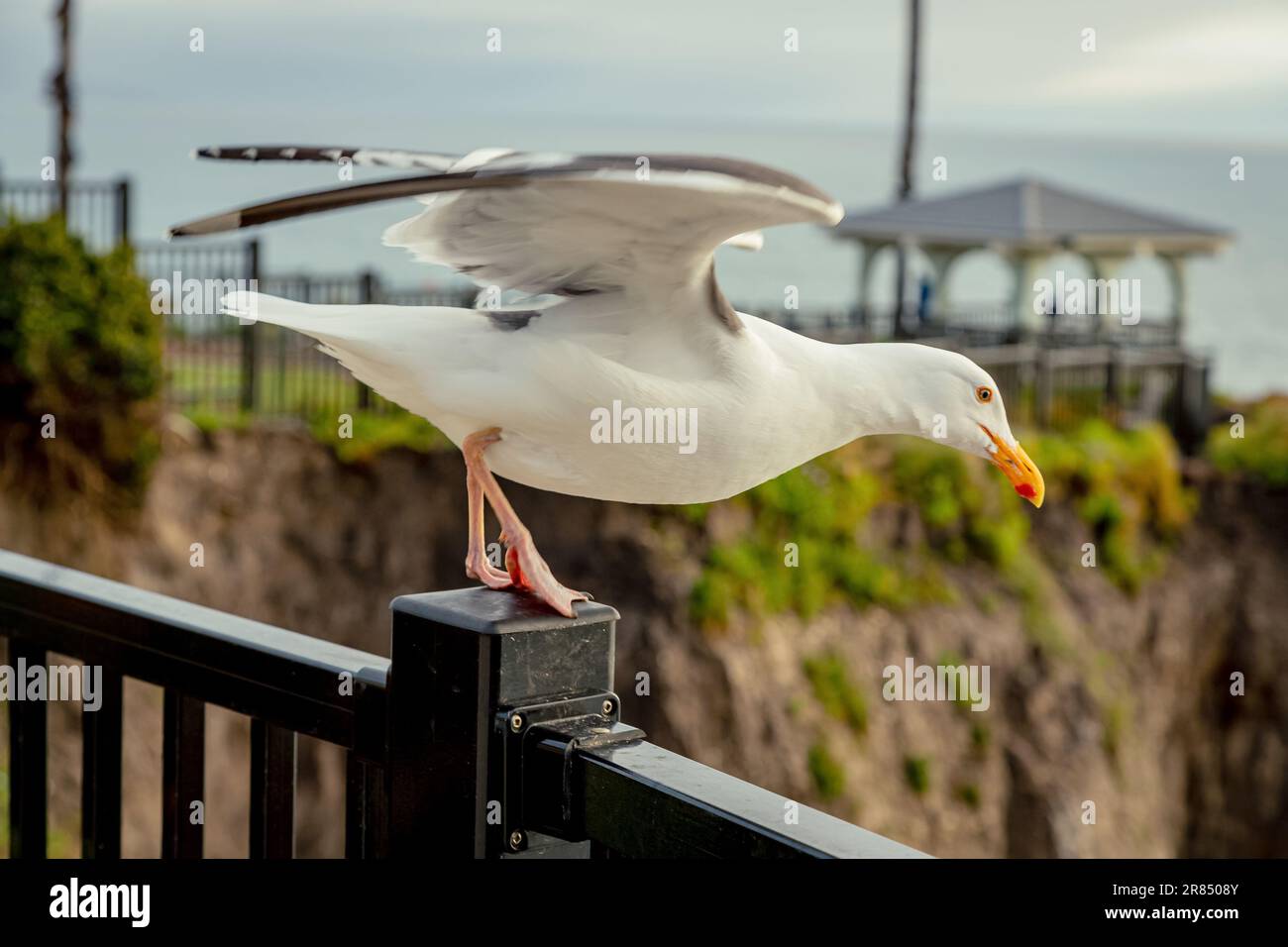 Seagull takes off. Seagull bird perched on black fence post at public ...