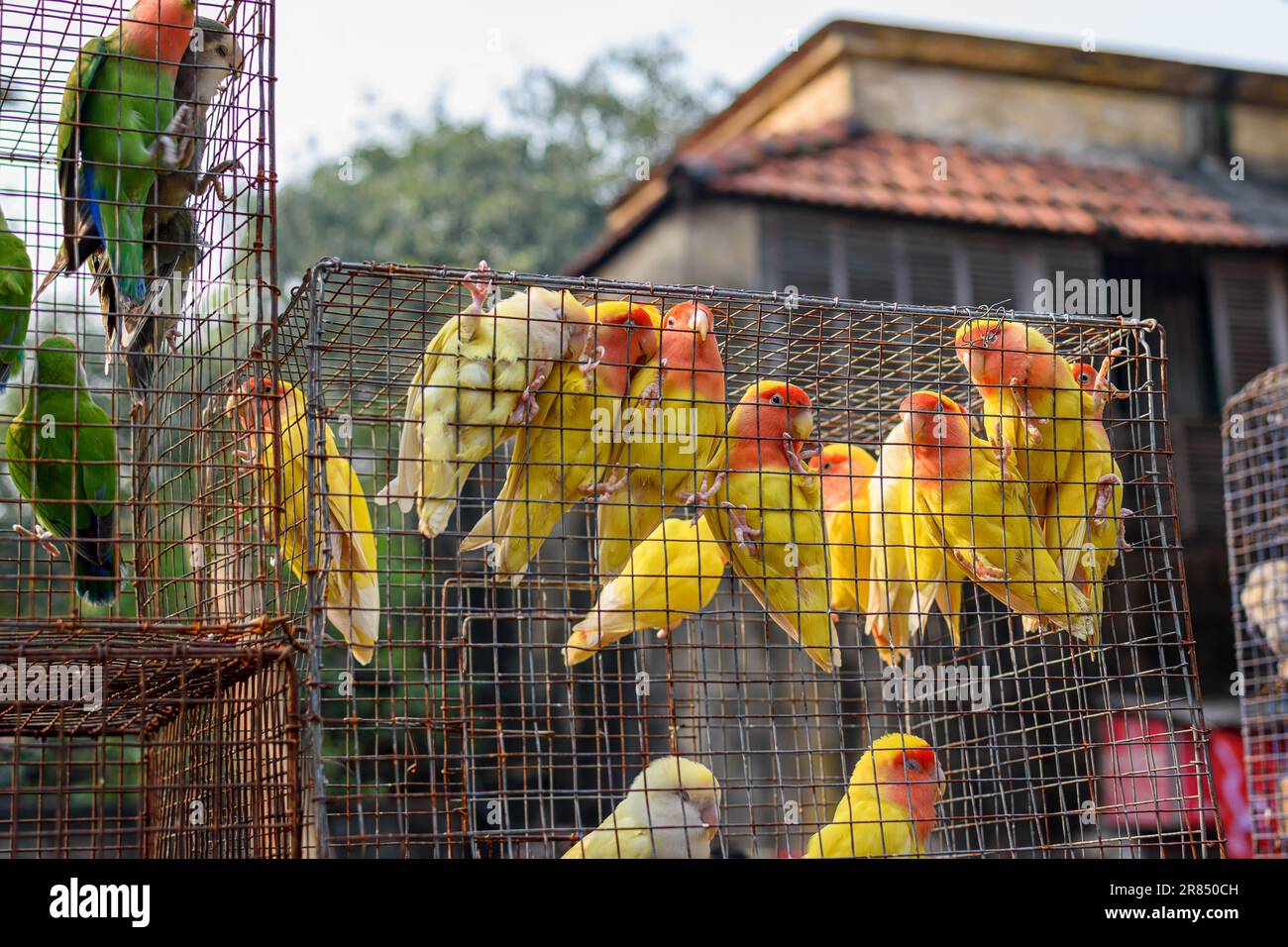 Picture of various multicolour birds in a cage. Sales of caged birds ...