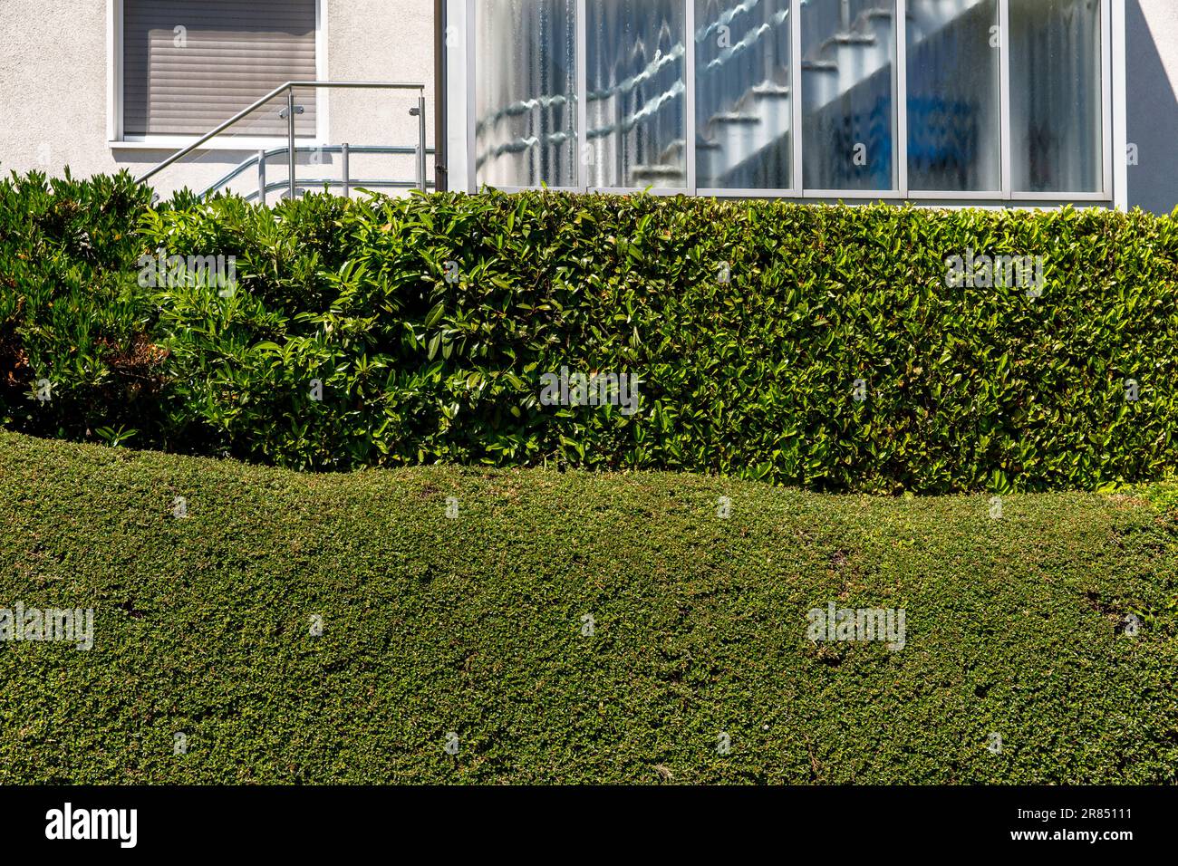 Shrubs and hedges hi-res stock photography and images - Alamy