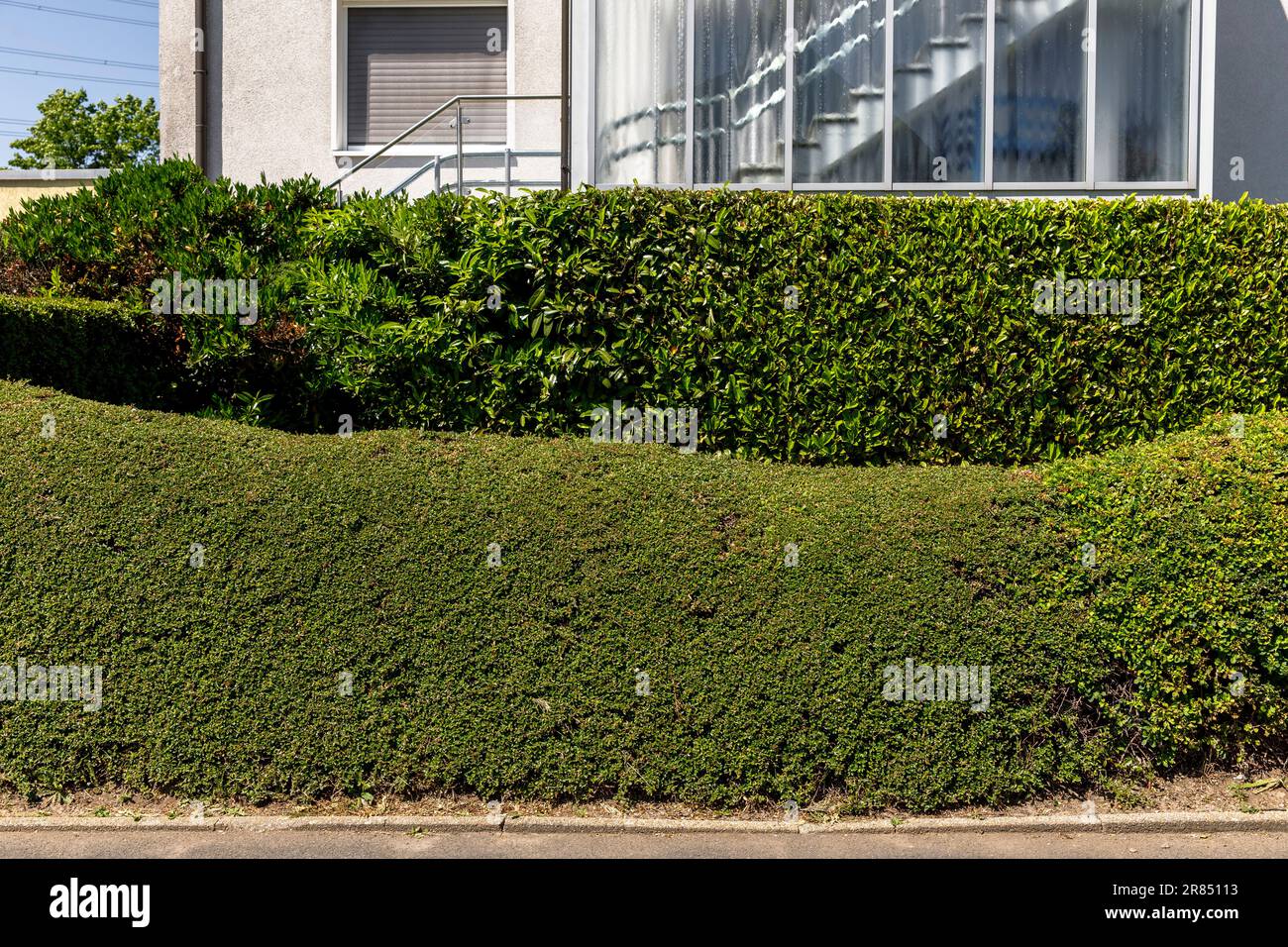 Shrubs and hedges hi-res stock photography and images - Alamy