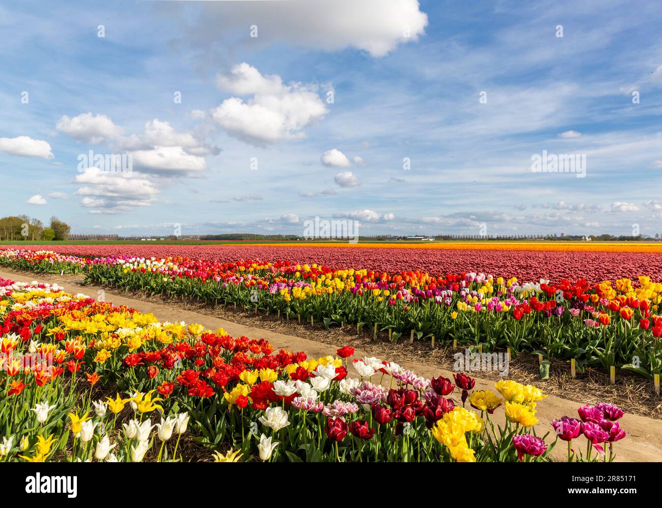 Coloful tulip field in the Noordoostpolder municipality, Flevoland ...